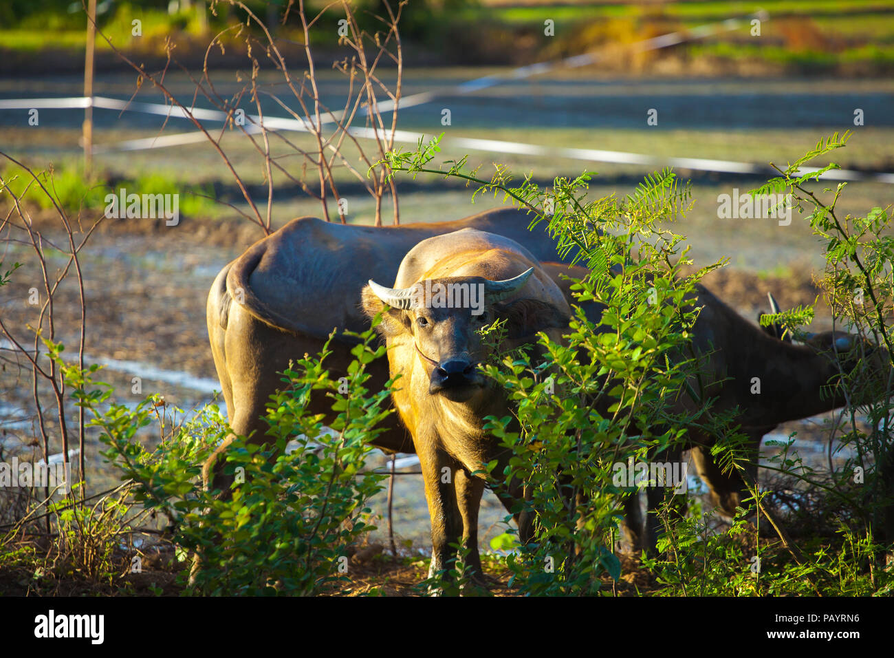 Buffalo are eating grass and small plant on farm field in morning ...