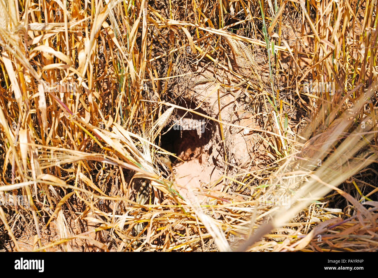 Foxhole cave hi-res stock photography and images - Alamy