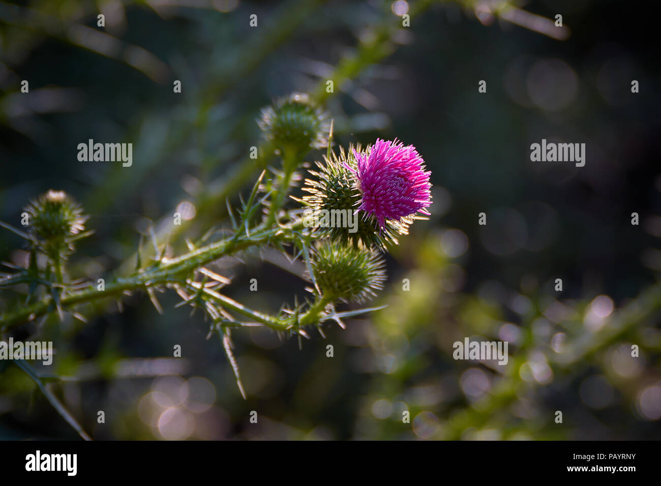 Single blossom of the cirsium hi-res stock photography and images - Alamy