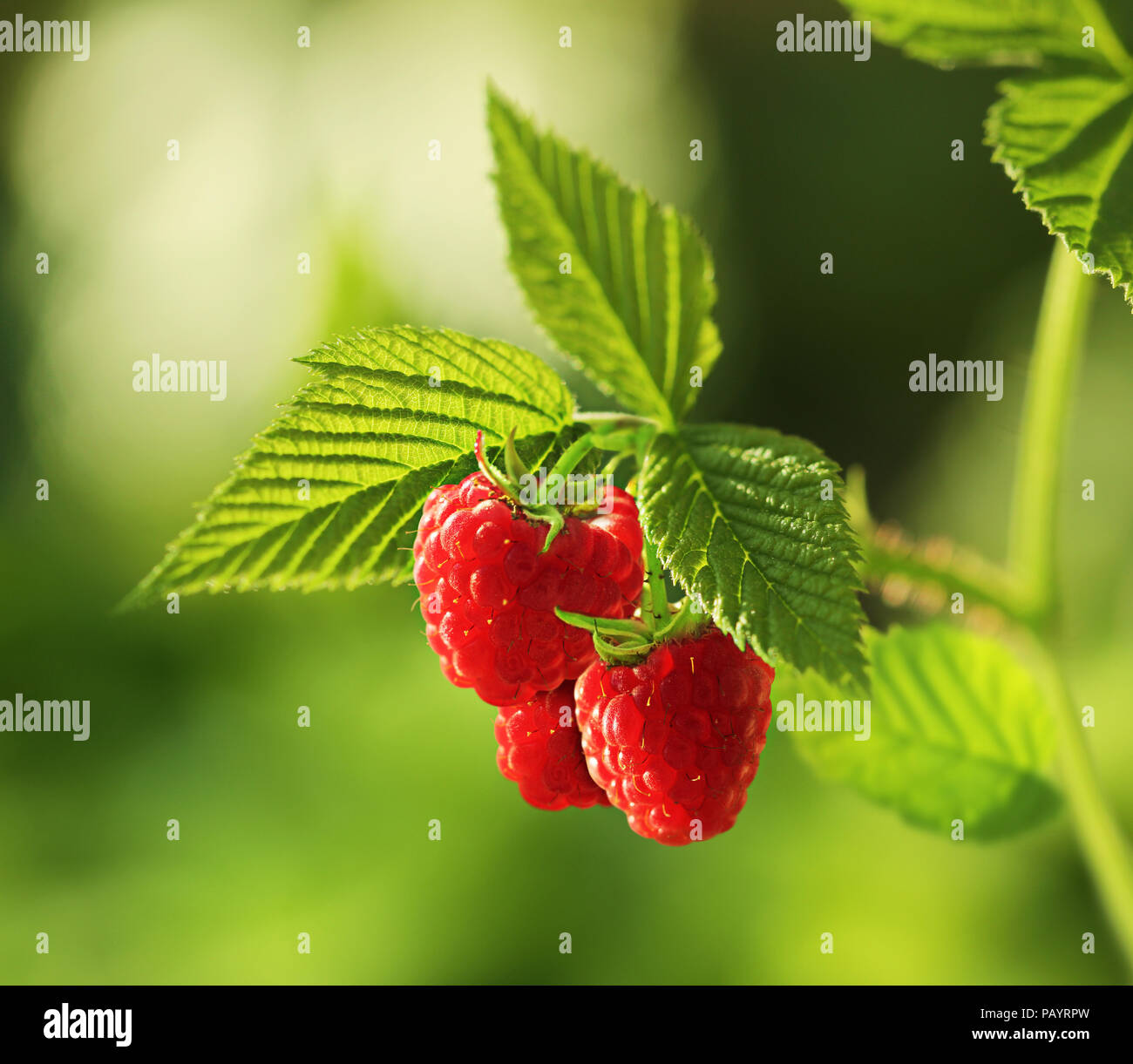 Fresh Raspberry Plant Stock Photo - Alamy