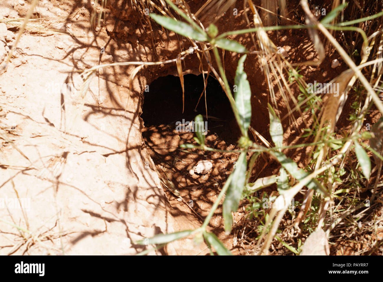 Foxhole in field in Turkey Stock Photo - Alamy