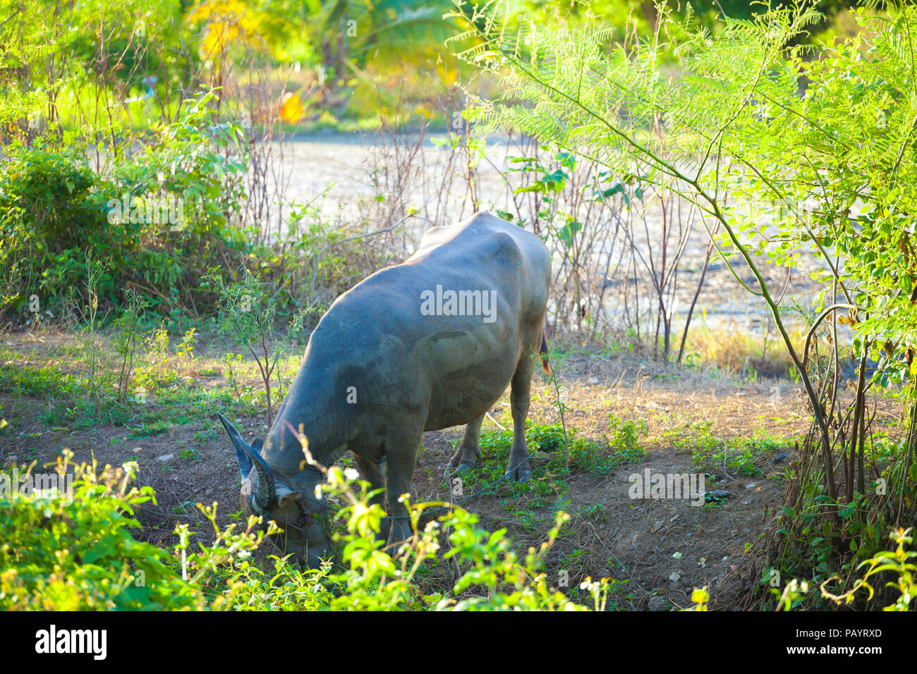 Buffalo are eating grass and small plant on farm field in morning ...