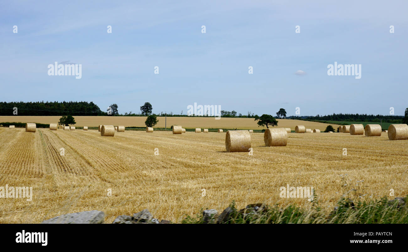 Early July Harvest Hay bales in a field near Bedale North Yorkshire ...