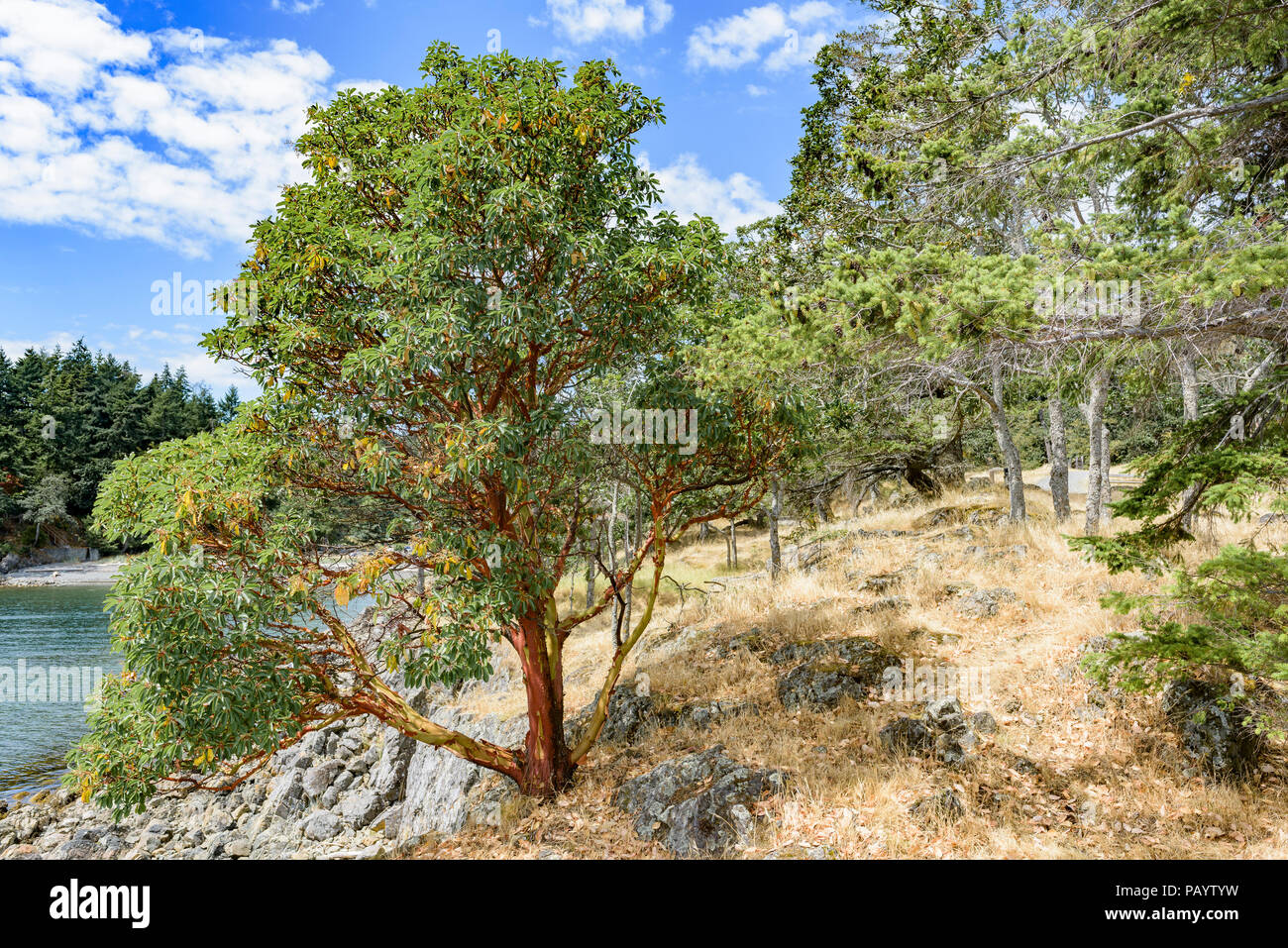 Arbutus trees hi-res stock photography and images - Alamy
