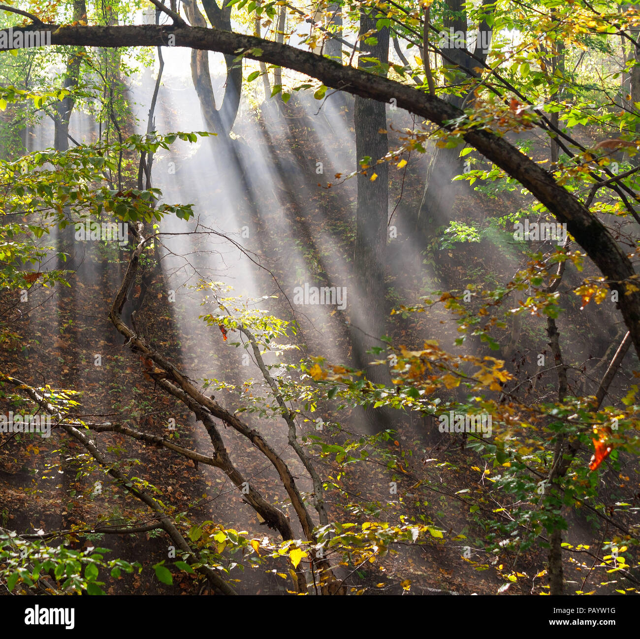 forest landscape with sun rays in the smoke Stock Photo - Alamy