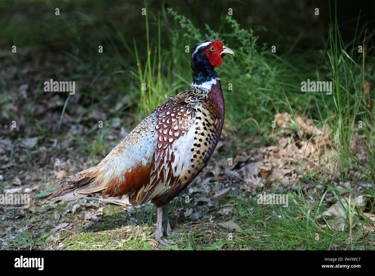 Male Common Pheasant (Phasianus colchicus), Center Parcs Woburn Forest ...