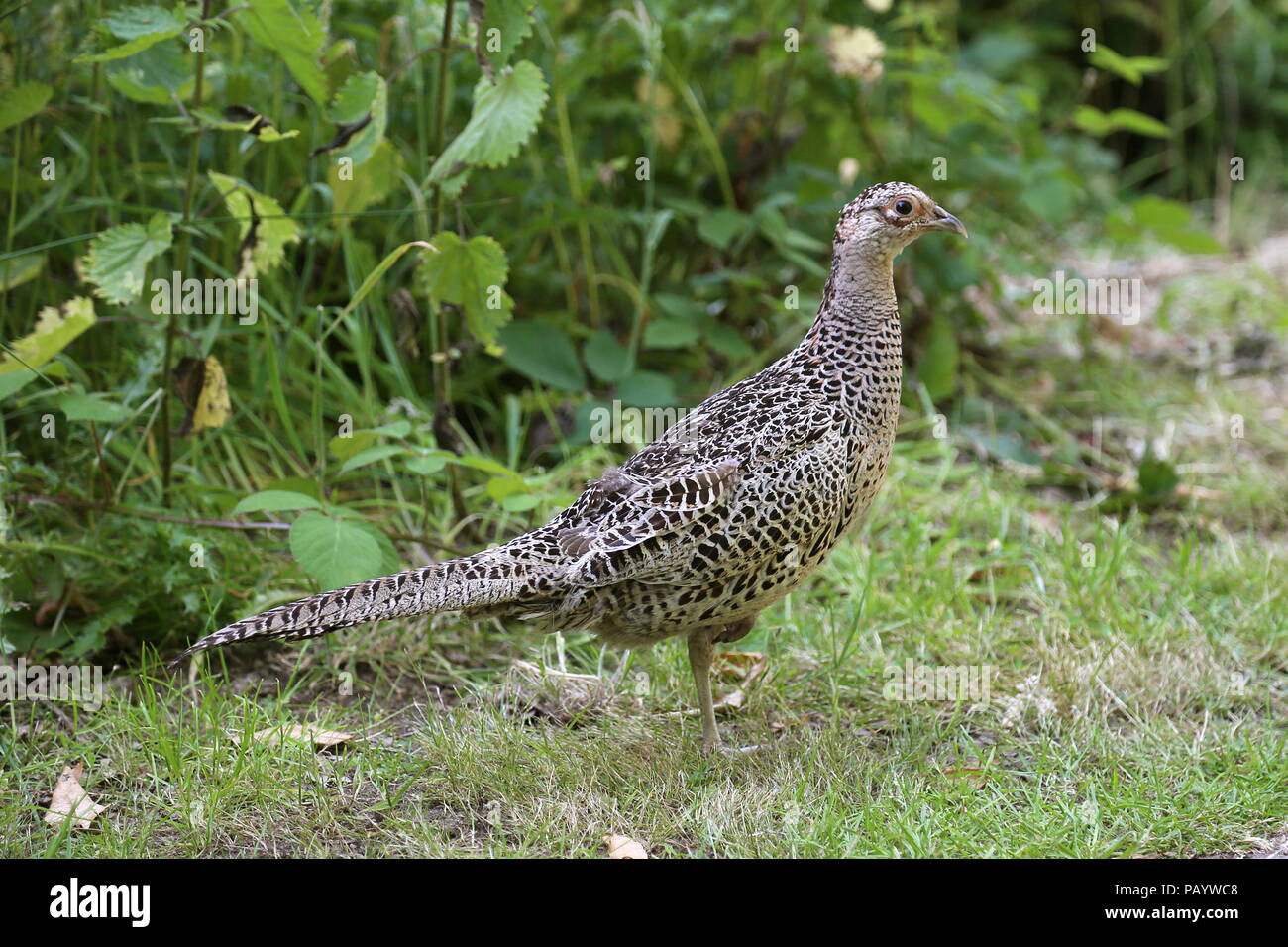 Pheasants woodland uk hi-res stock photography and images - Alamy