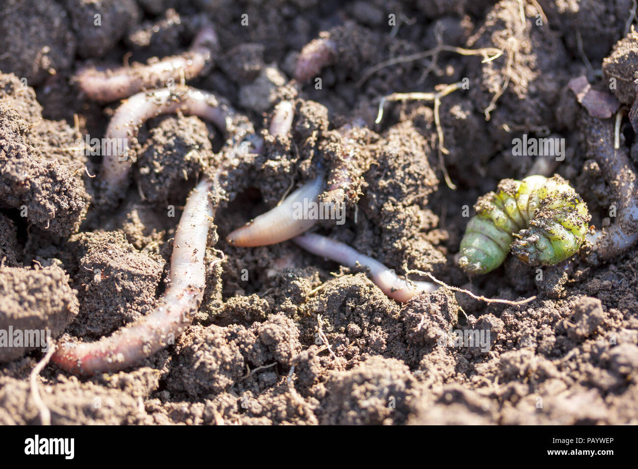 bait for fishing earthworms and green caterpillar on the ground Stock ...