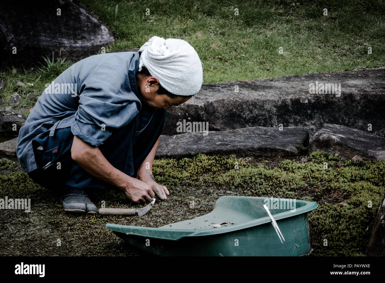 Monk plants hi-res stock photography and images - Alamy
