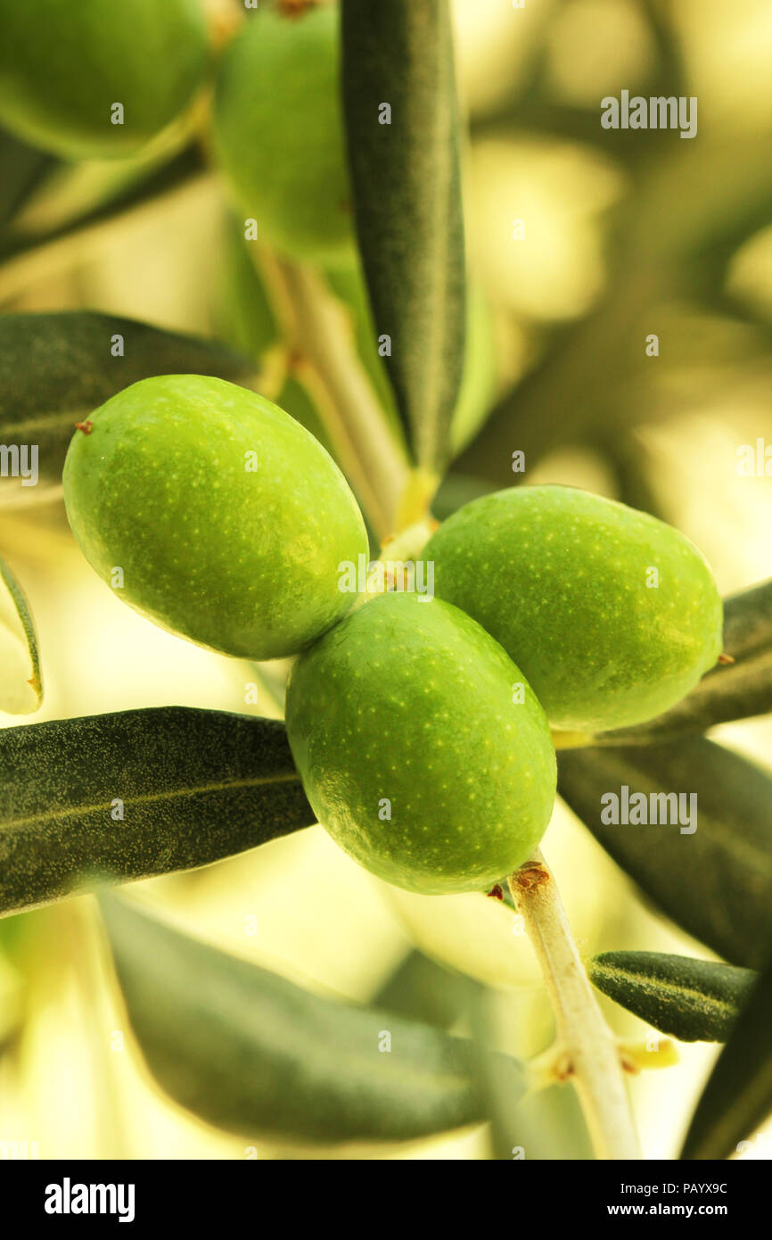Fresh olives on olive tree Stock Photo - Alamy