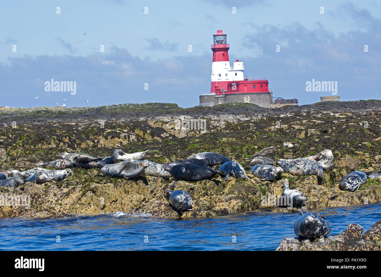 Seals basking on rocks hi-res stock photography and images - Alamy