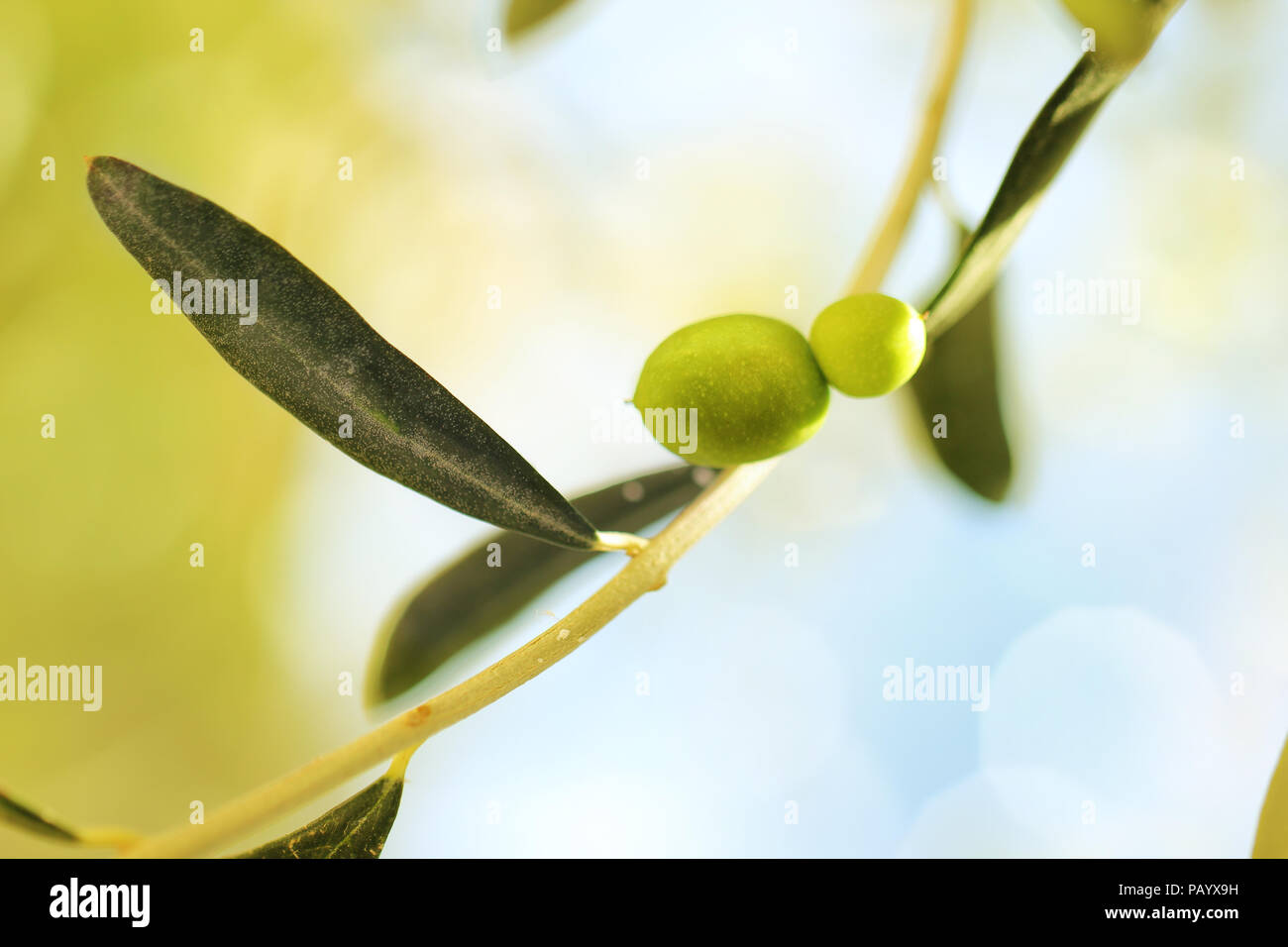 Olive garden restaurant sunset hi-res stock photography and images - Alamy