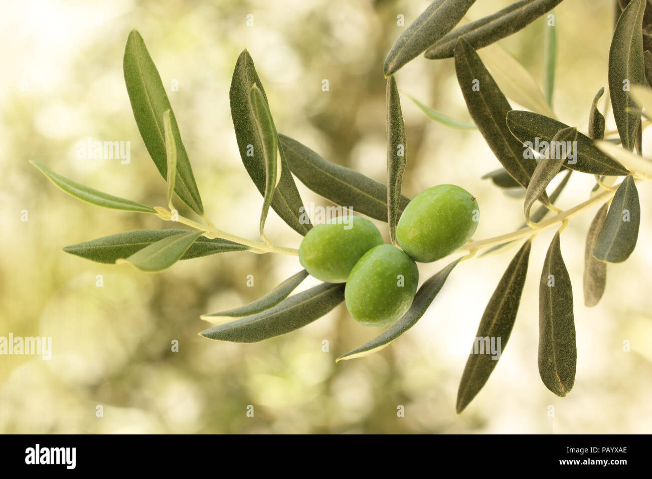 Olive garden restaurant sunset hi-res stock photography and images - Alamy