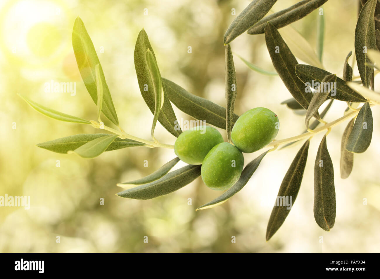 Fresh olives on olive tree Stock Photo - Alamy