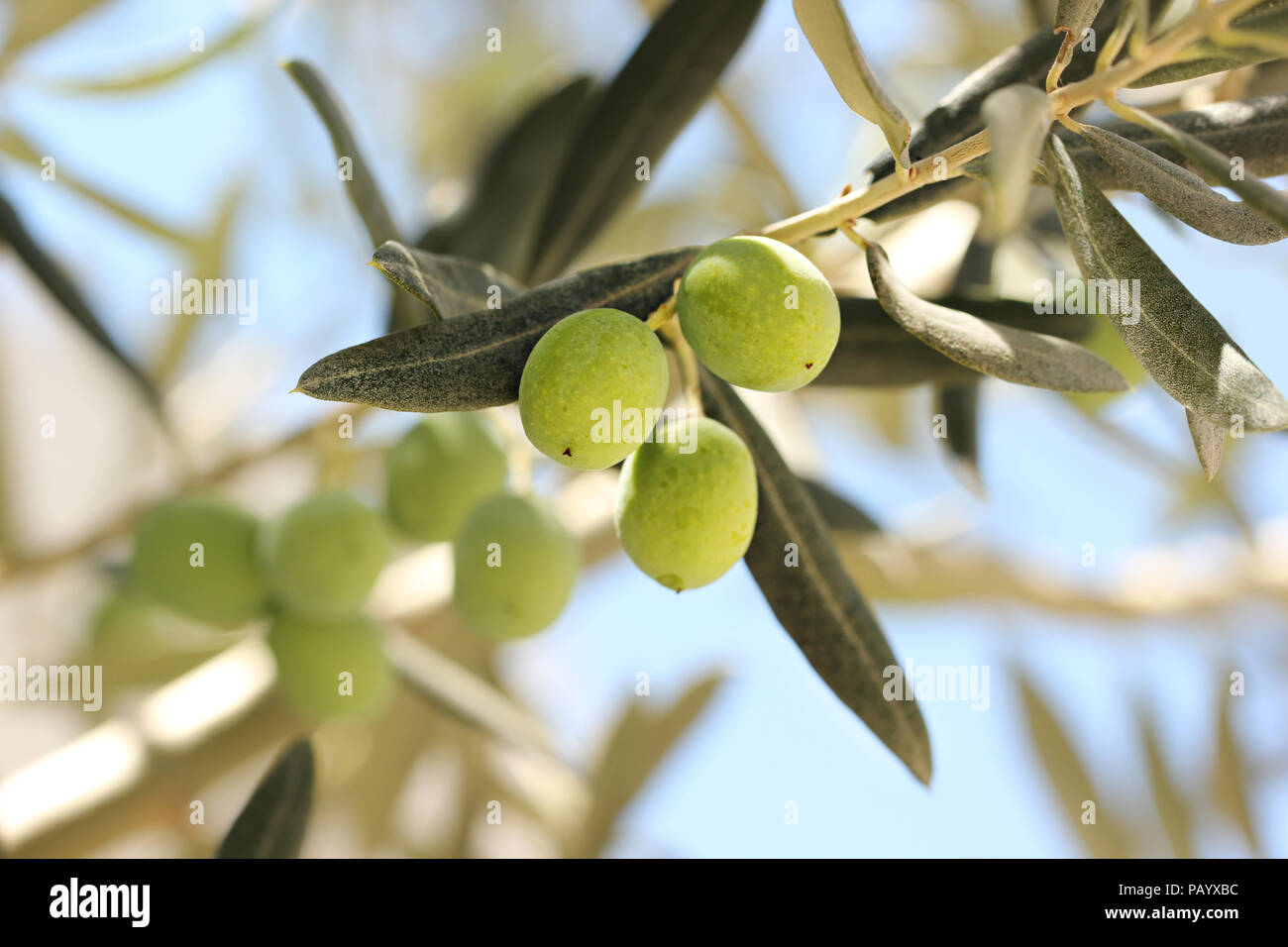 Fresh olives on olive tree Stock Photo - Alamy