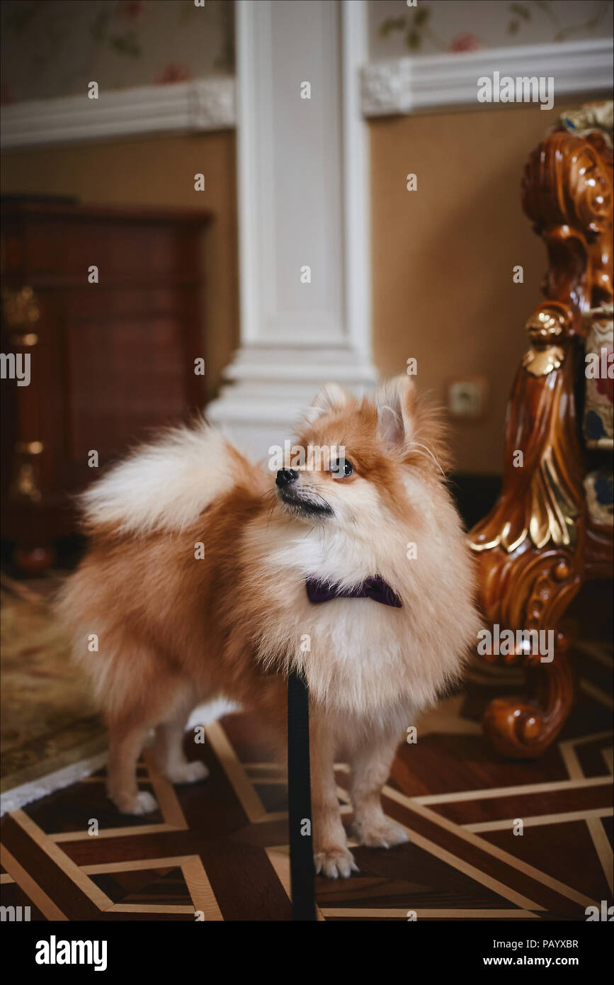 Classy small pomeranian spitz dog with black bow tie, looking to a side ...