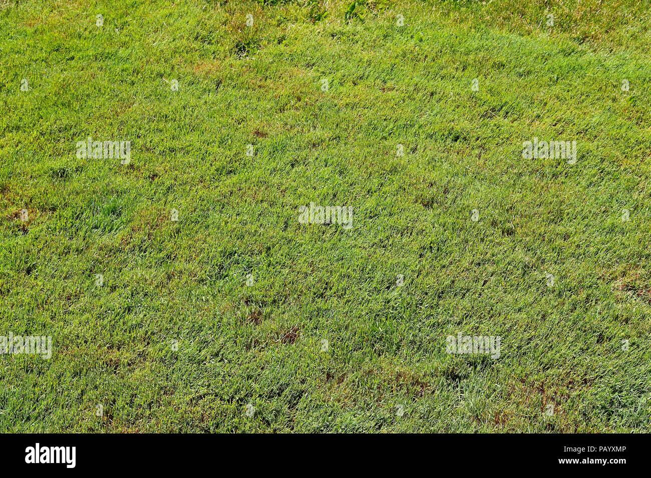 Mowed grass background - green natural backdrop pattern Stock Photo - Alamy