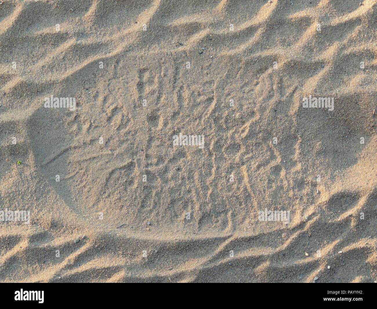 Elephant footprint hi-res stock photography and images - Alamy