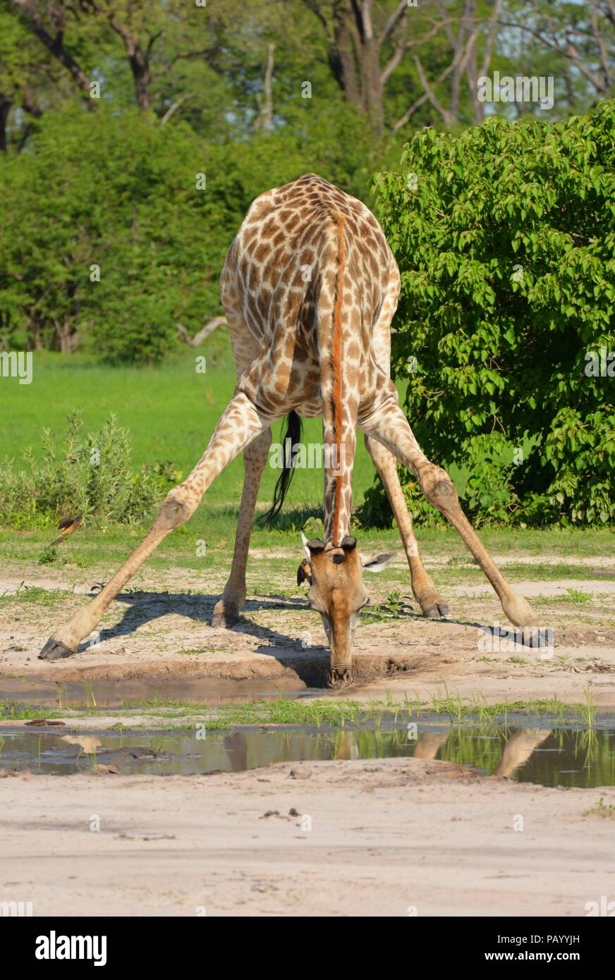 Giraffe feet hi-res stock photography and images - Alamy