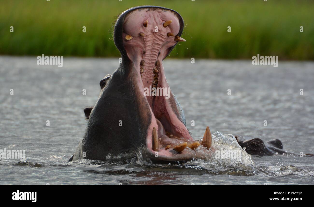 Opening of the mouth hi-res stock photography and images - Alamy