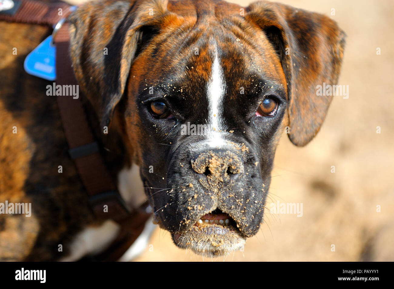 Brindle Boxer Puppy High Resolution Stock Photography and Images - Alamy