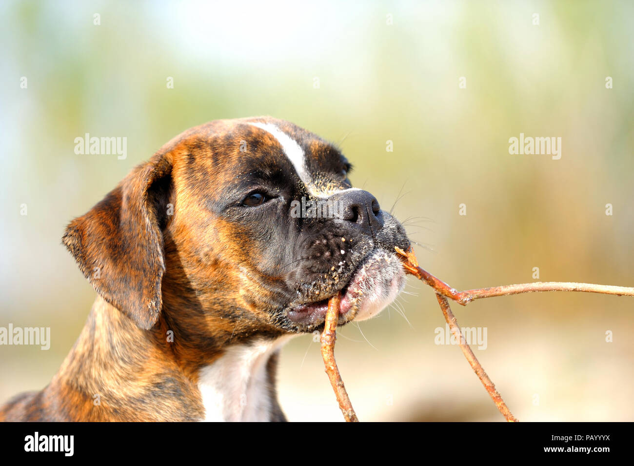German boxer puppies hi-res stock photography and images - Alamy
