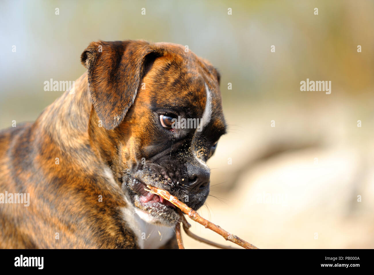 german boxer dog Stock Photo - Alamy