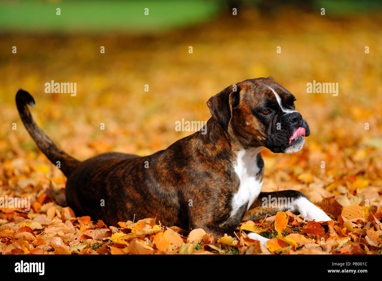 german boxer dog Stock Photo - Alamy