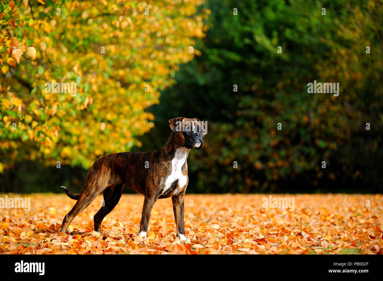 german boxer dog Stock Photo - Alamy