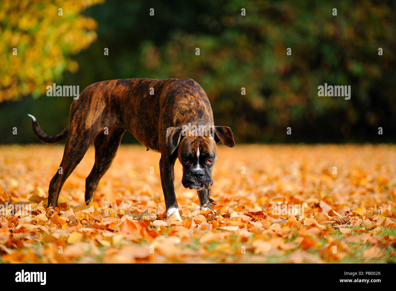 Boxer dog hi-res stock photography and images - Alamy