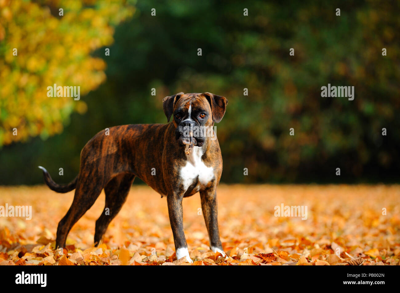 german boxer dog Stock Photo - Alamy