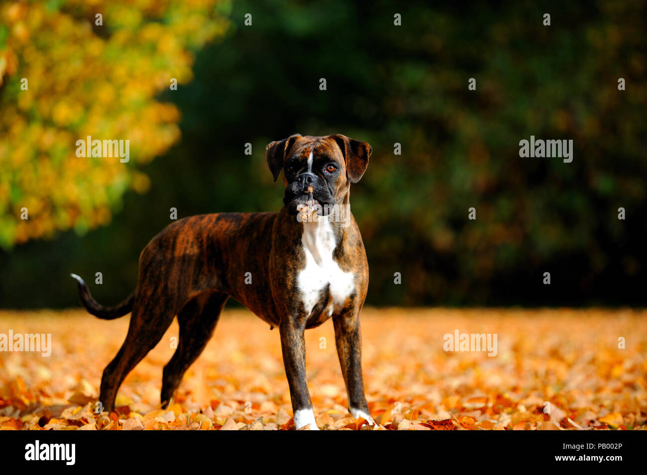 german boxer dog Stock Photo - Alamy