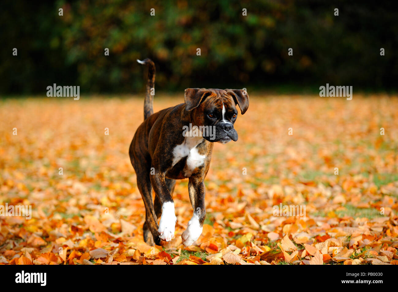 german boxer dog Stock Photo - Alamy