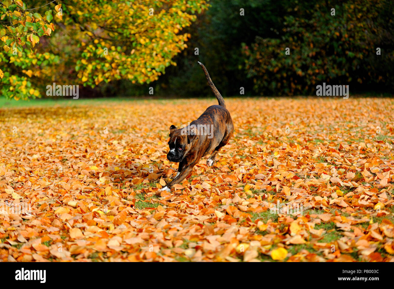 german boxer dog Stock Photo - Alamy
