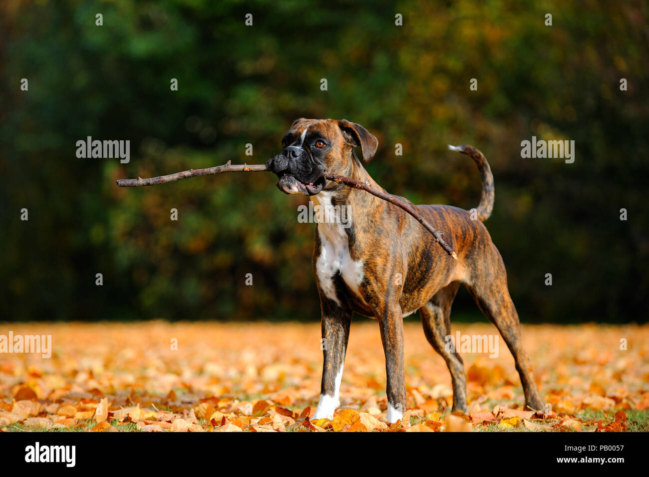 german boxer dog Stock Photo - Alamy