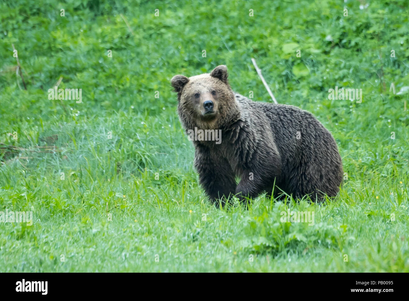 Ursus arctus arctus hi-res stock photography and images - Alamy