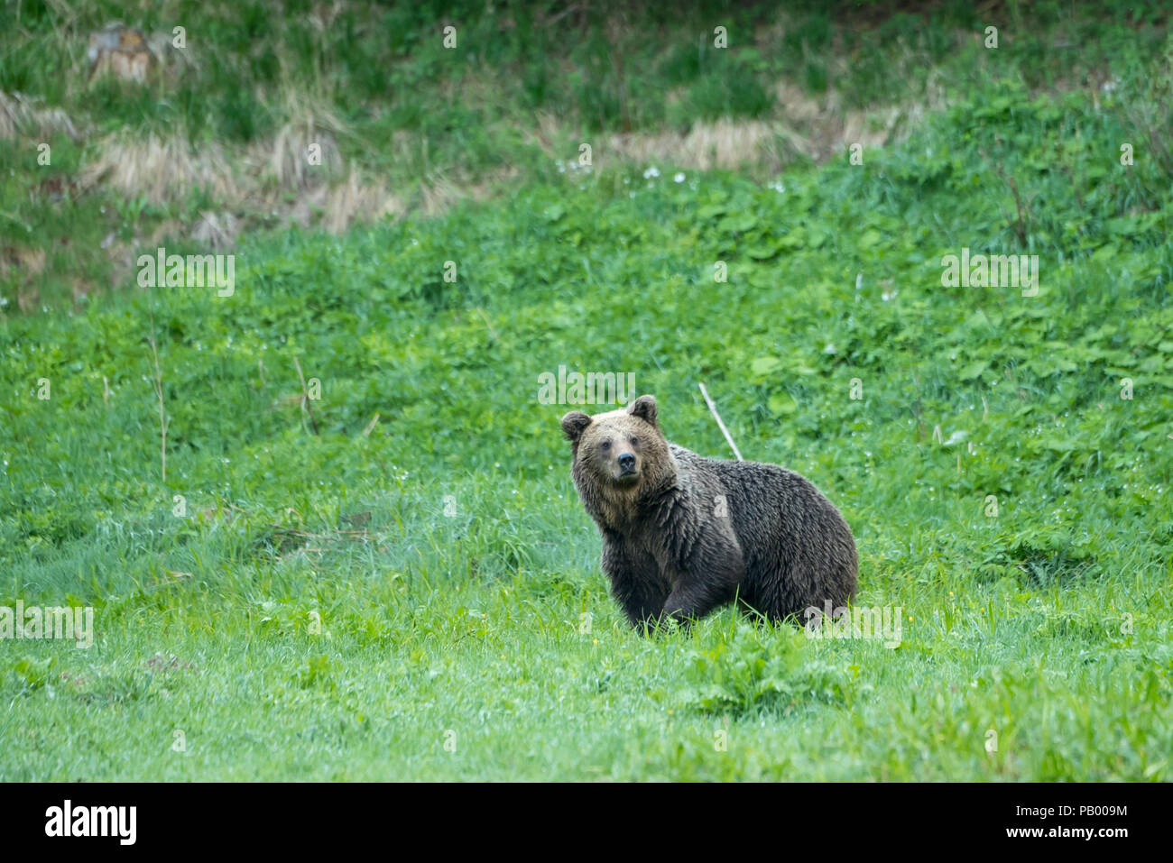 Tatra mountains bear hi-res stock photography and images - Alamy