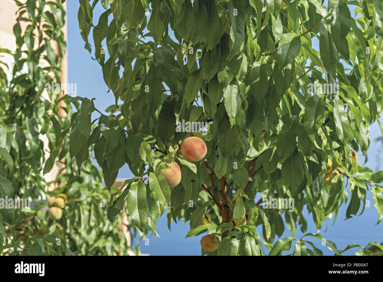 Menton Roquebrune Cap Martin peach tree branch with fruits Stock Photo ...