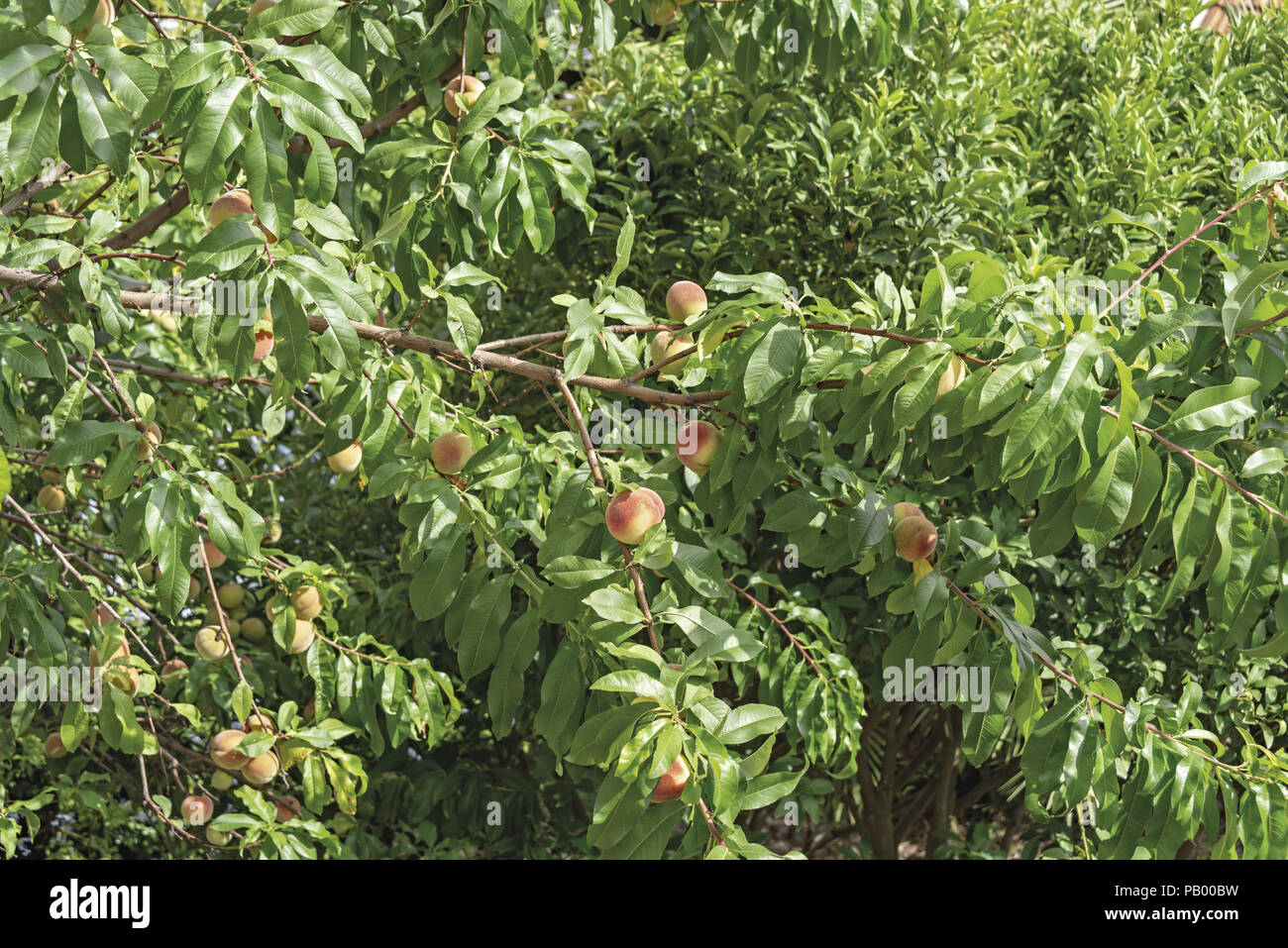Menton Roquebrune Cap Martin peach tree branch with fruits 2 Stock ...