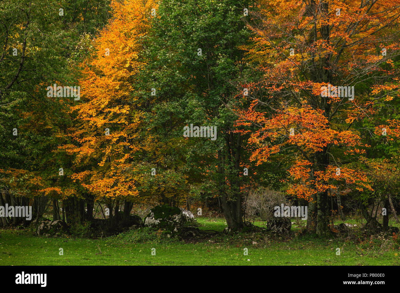 November colors hi-res stock photography and images - Alamy