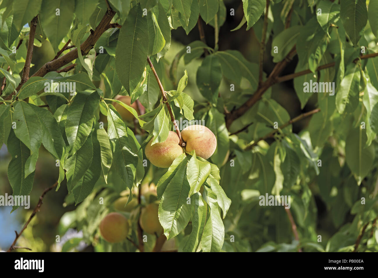 Menton Roquebrune Cap Martin peach tree branch with fruits 3 Stock ...