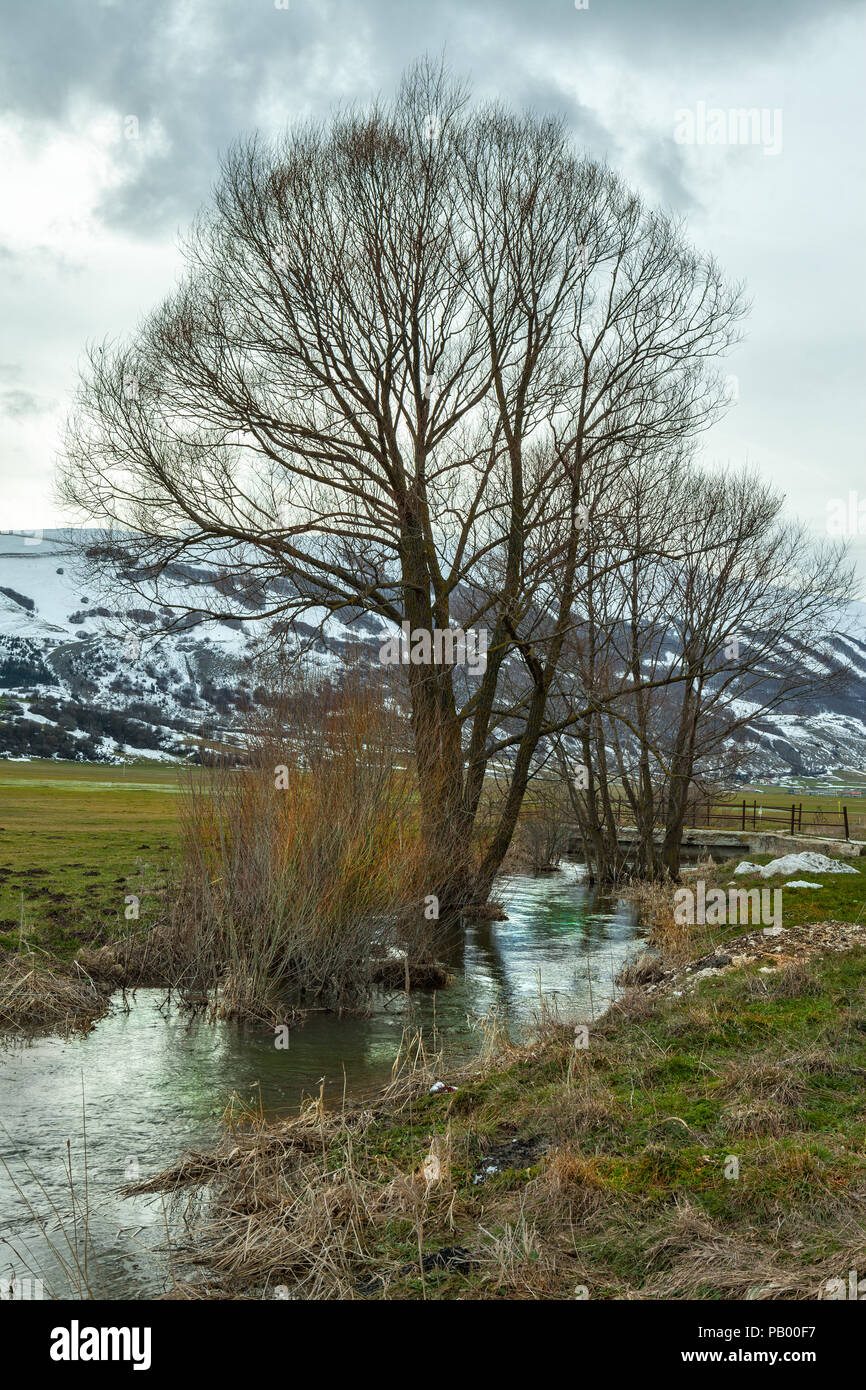 Willow grass hi-res stock photography and images - Alamy
