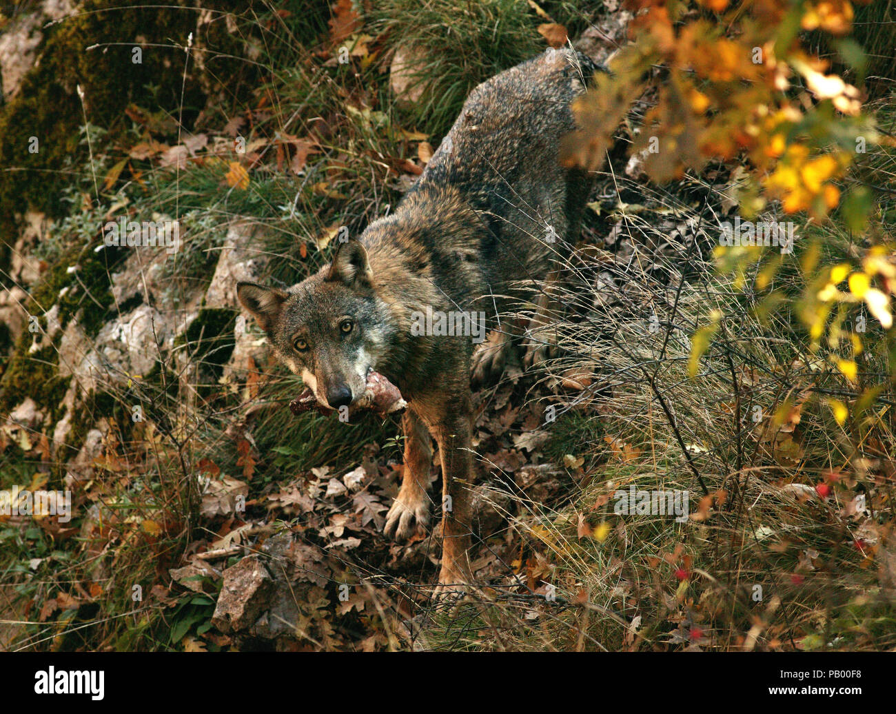 Grey wolf isolated hi-res stock photography and images - Alamy