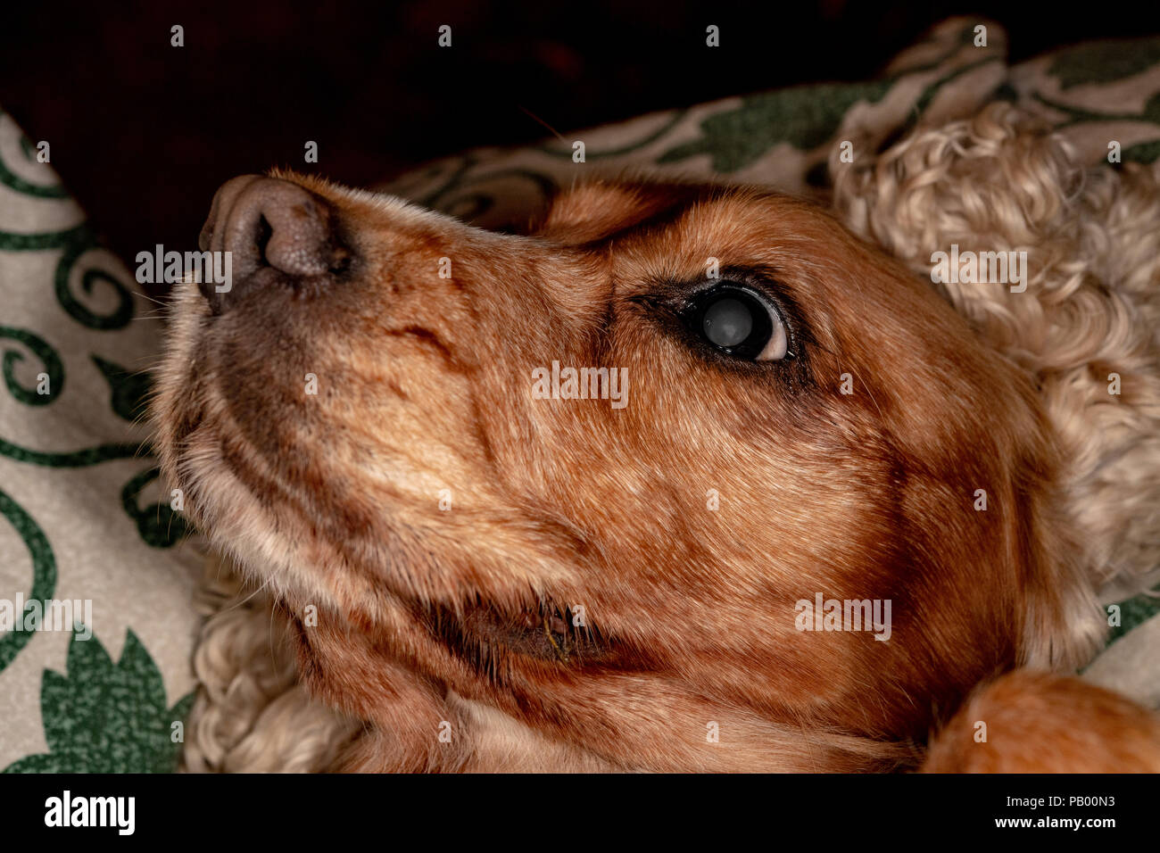 english cocker spaniel nose detail portrait Stock Photo - Alamy