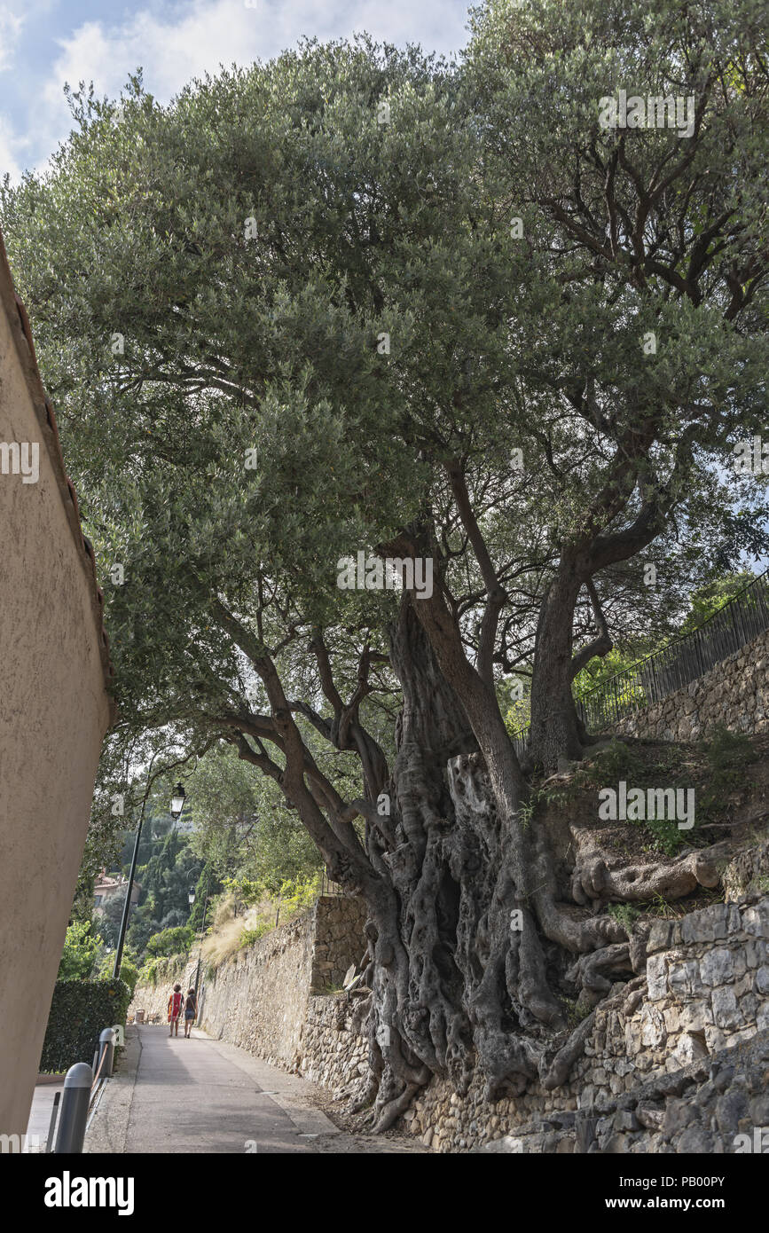 Roquebrune cap martin olive hi-res stock photography and images - Alamy