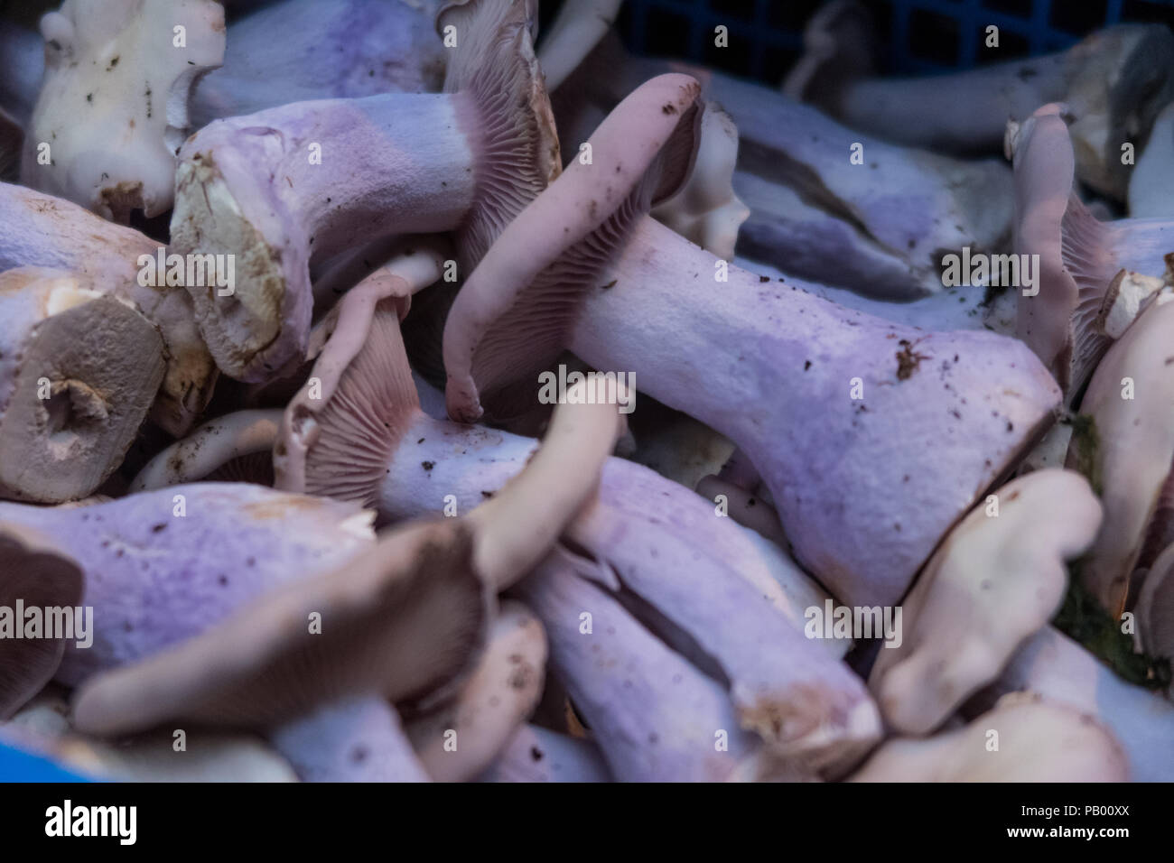 Purple Funghi in Borough Market. London, UK Stock Photo - Alamy