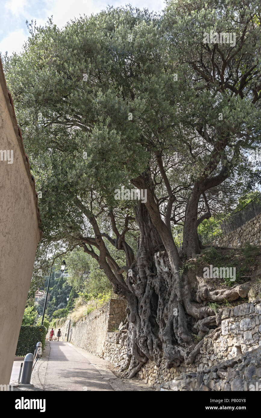 Menton Roquebrune Cap Martin millennial olive tree 2 Stock Photo - Alamy