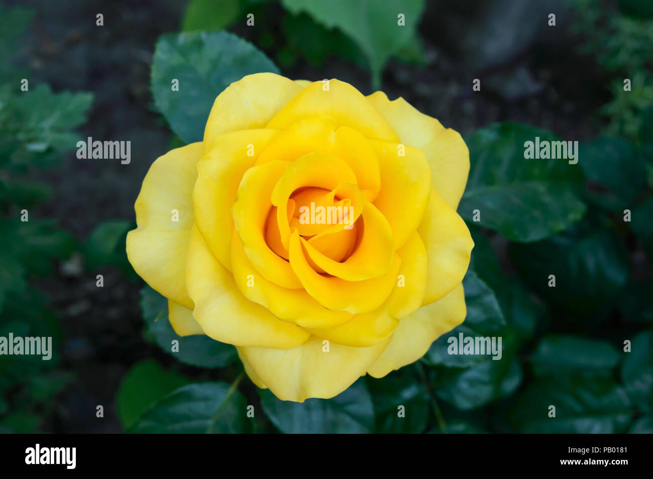 A big beautiful yellow rose among the leaves. Rose bush Stock Photo - Alamy