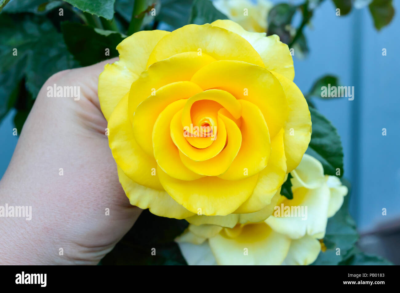 The hand holds a large beautiful yellow rose. Rose bush Stock Photo - Alamy