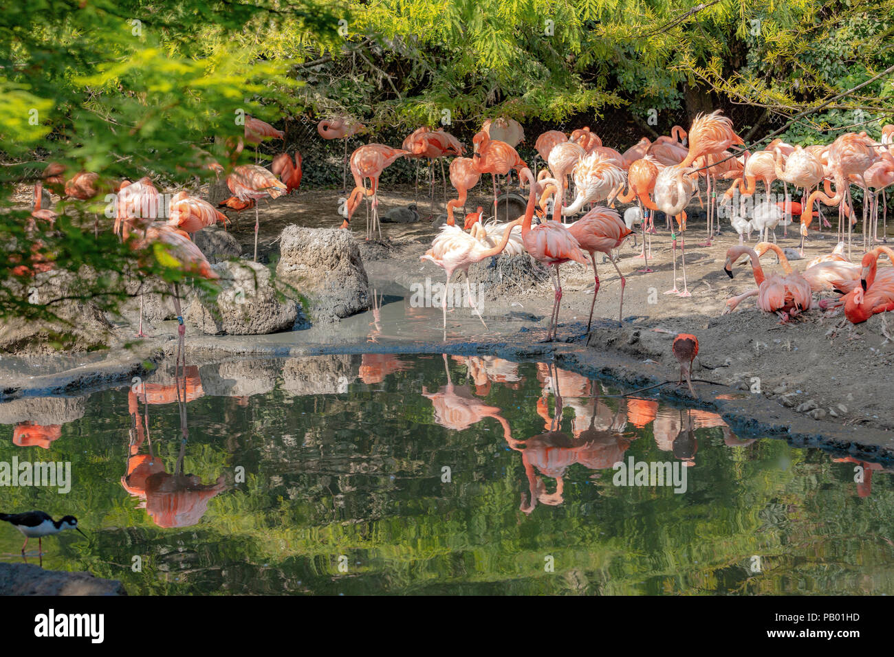Flock of African Lesser flamingos ( Phoeniconaias minor ) in a natural ...